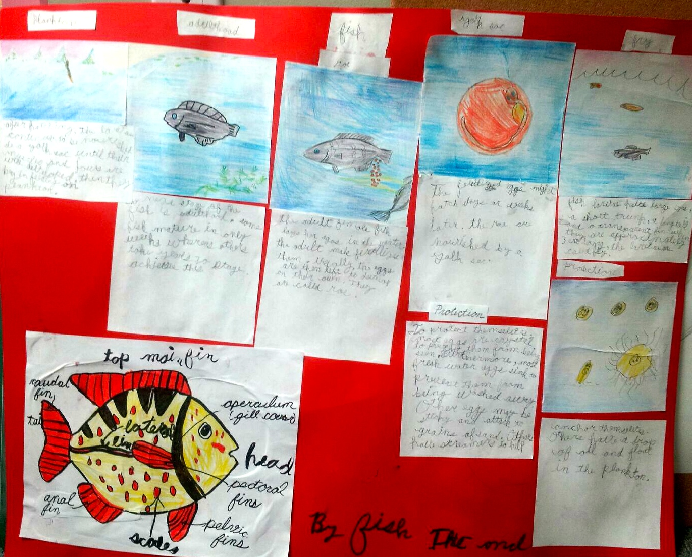 ECO SCIENCE FAIR - Richardson Montessori